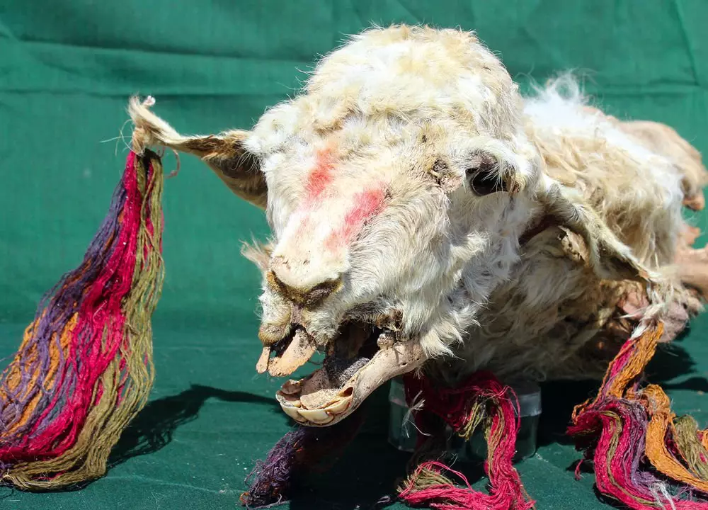 Жртвоване ламе пронађене у Перуу вероватно су поклон Инка