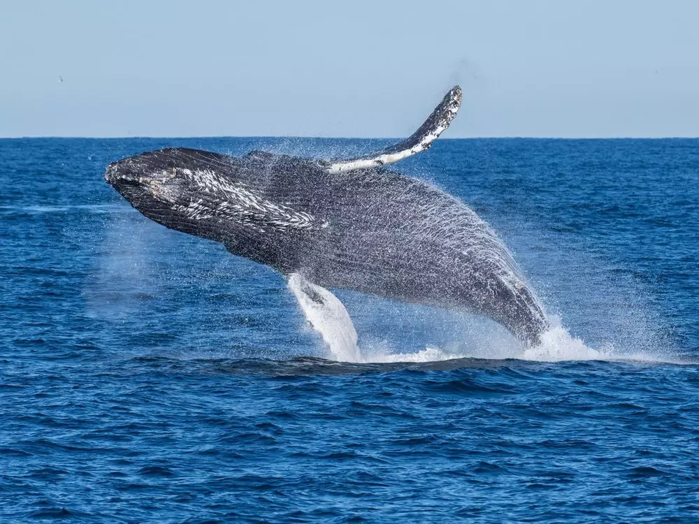 วาฬที่ใหญ่ที่สุดในโลก กินอาหารมากกว่าที่นักวิทยาศาสตร์คิดถึง 3 เท่า
