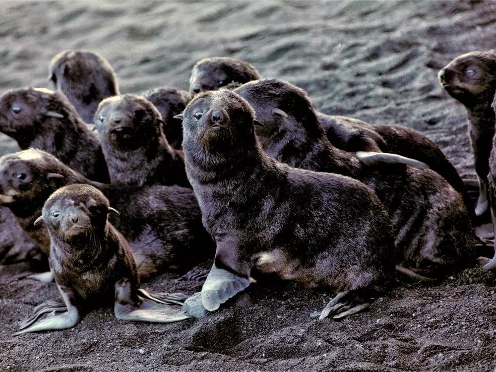 Na aktivní sopce vzkvétá populace tuleňů severních