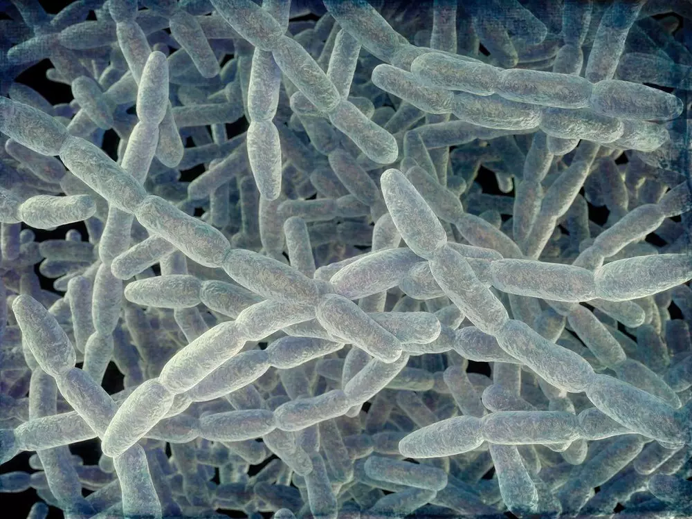 Legionella pneumofila