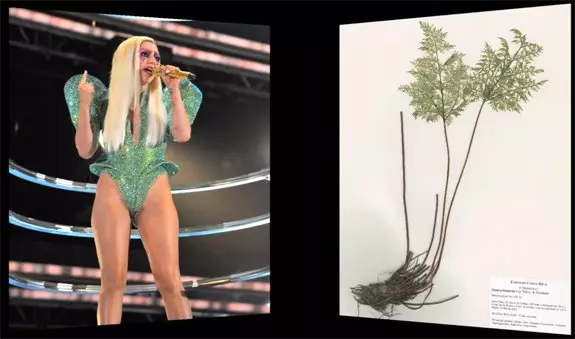 Lady Gaga recibe un género completo de plantas con su nombre