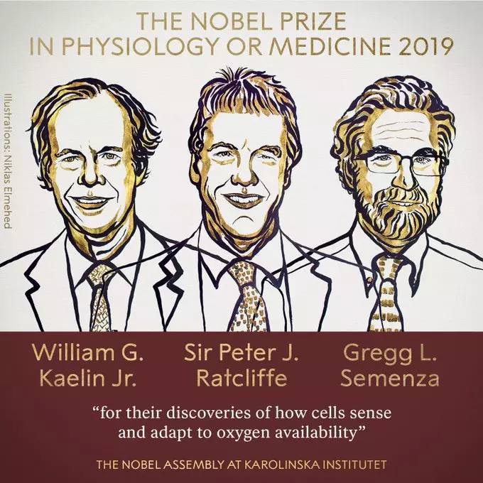 مُنحت جائزة نوبل في الطب للعلماء الذين كشفوا عن كيفية استجابة الخلايا لمستويات الأكسجين المختلفة