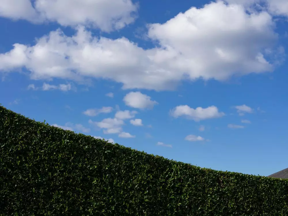 Kif Hedges Saru l-Emblema Mhux Uffiċjali tal-Gran Brittanja