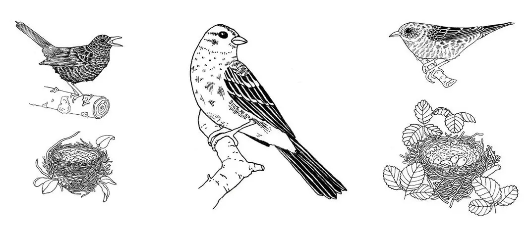 Ilustracións de paxaros