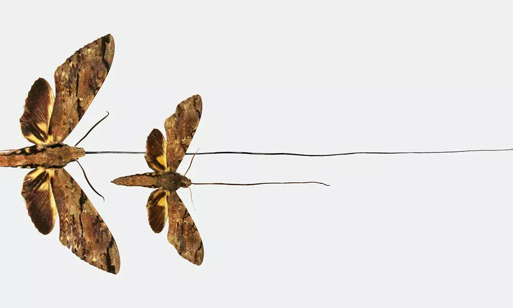 З хоботком довжиною майже в фут, цей новий вид метеликів тримає рекорд за найдовшим язиком комах