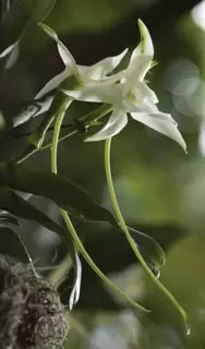 orquídea estrella