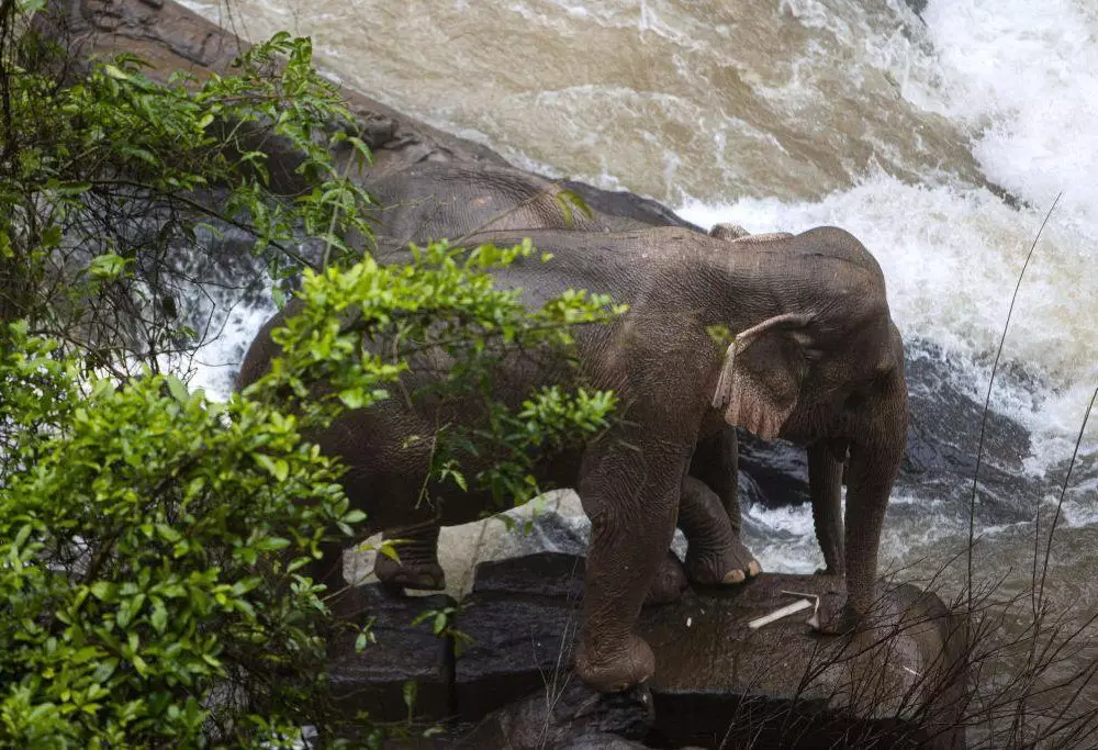 dwa ocalałe tajskie słonie.jpg