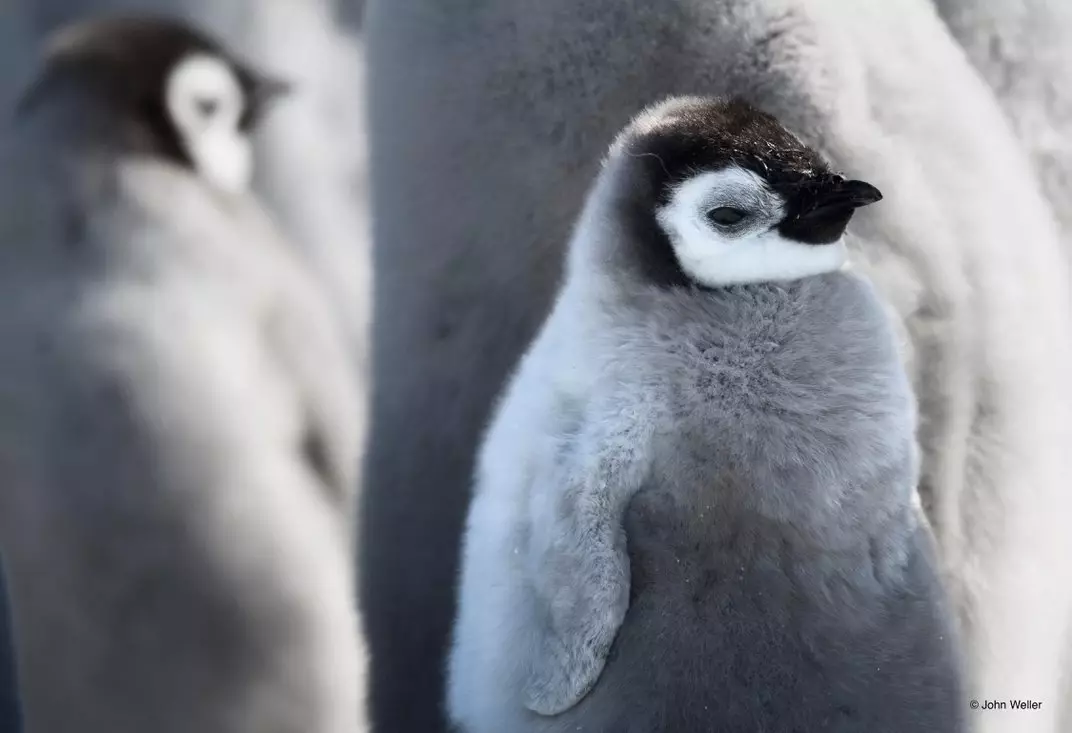 Pingvin fiókák