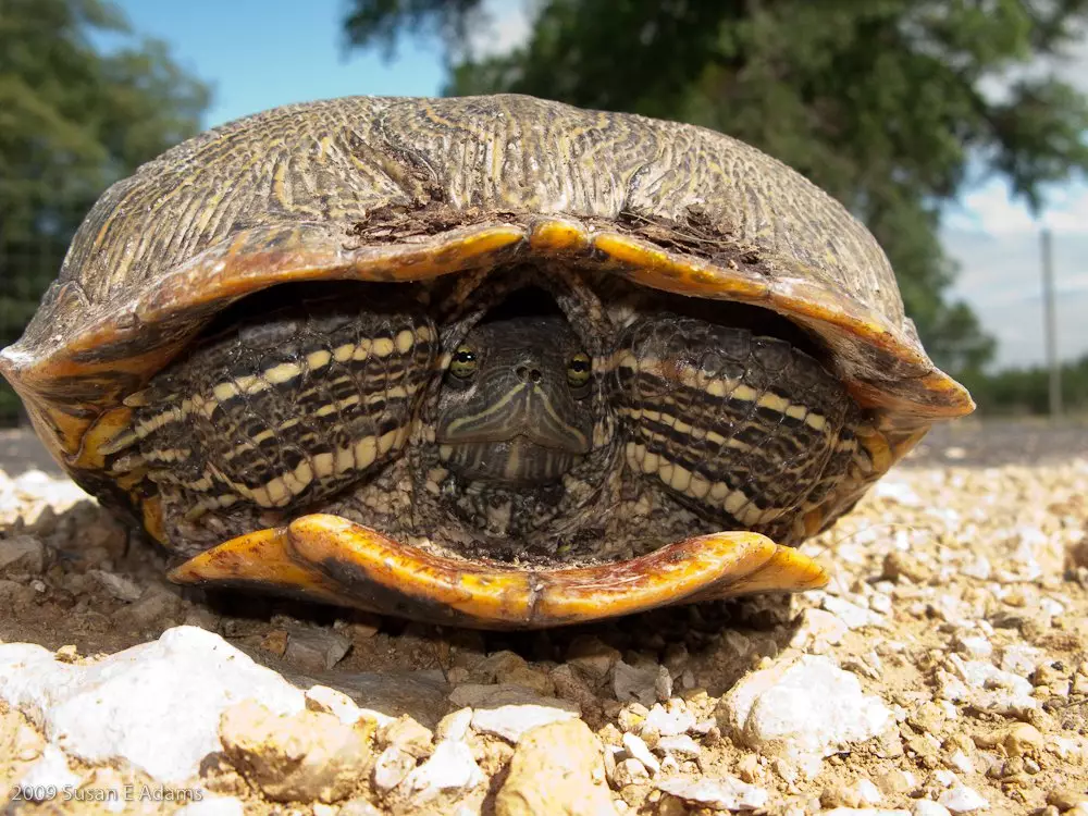 Las tortugas en hibernación aún son conscientes de lo que sucede a su alrededor