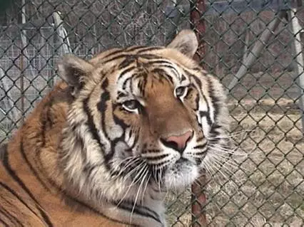 Прощання з Мін, сибірсько-бенгальським тигром, який три роки провів у квартирі в Гарлемі