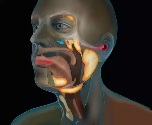 Een digitale afbeelding toont de zijkant van iemands gezicht met hun interne organen zichtbaar in het diagram. Het nieuwe orgel bevindt zich op het punt waar de oren aansluiten op de bovenkant van de keel