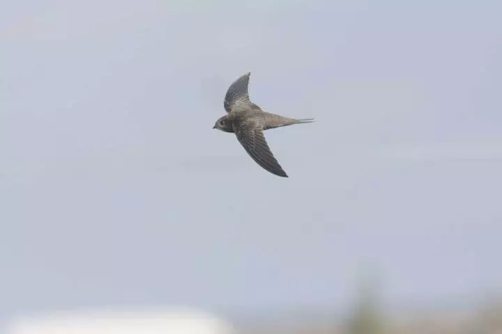 Swifts beveik metus praleidžia ant sparno