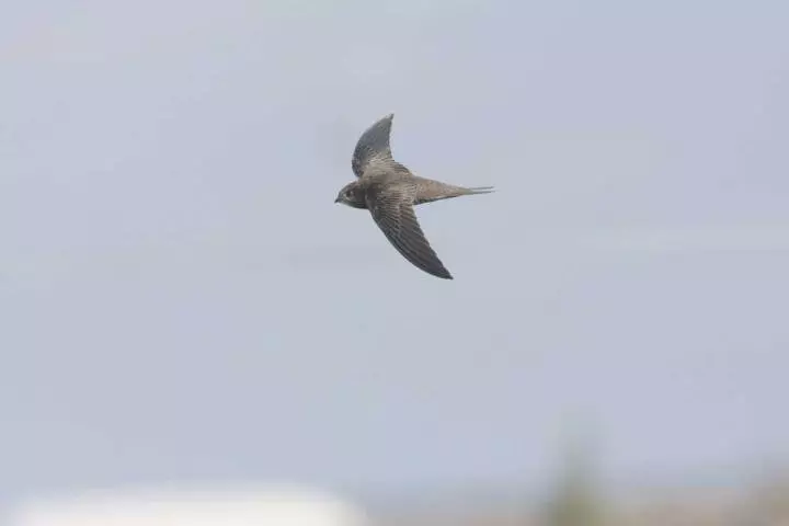 Swifts preživijo skoraj eno leto na krilu