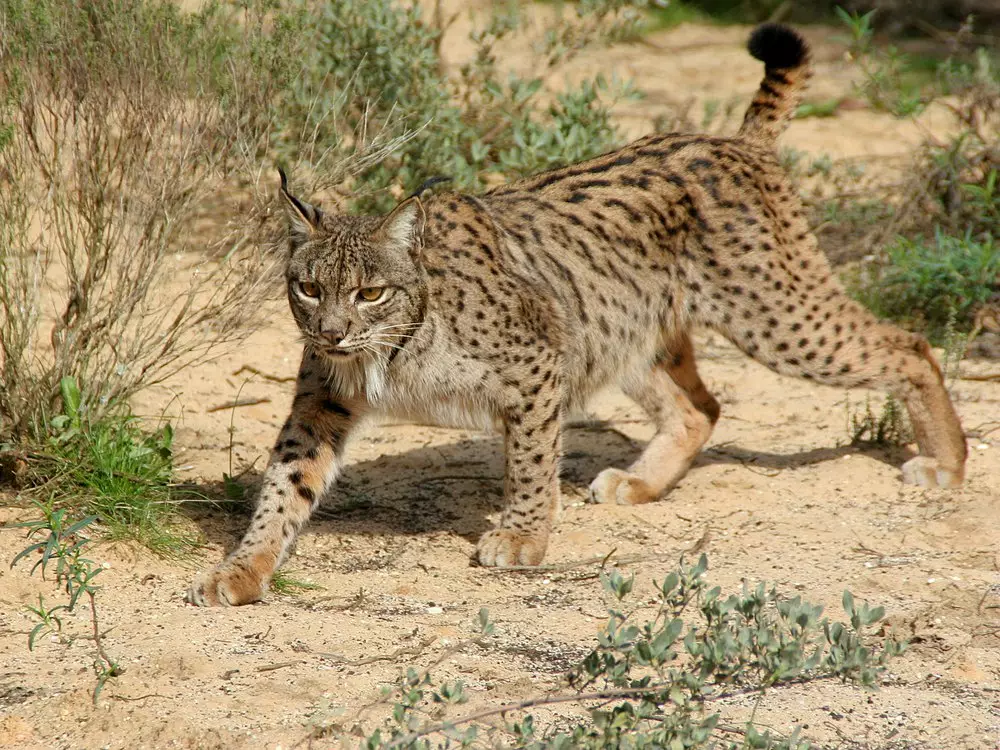 Iberesch Lynx