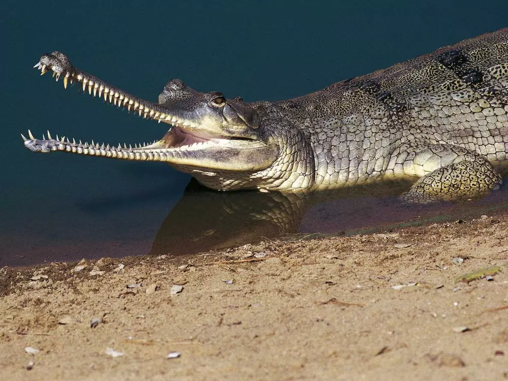 Gharial krokodille