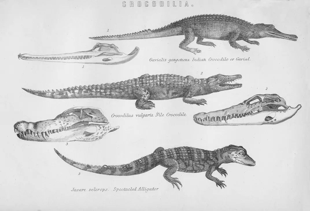 Krokodil Schädel Formen