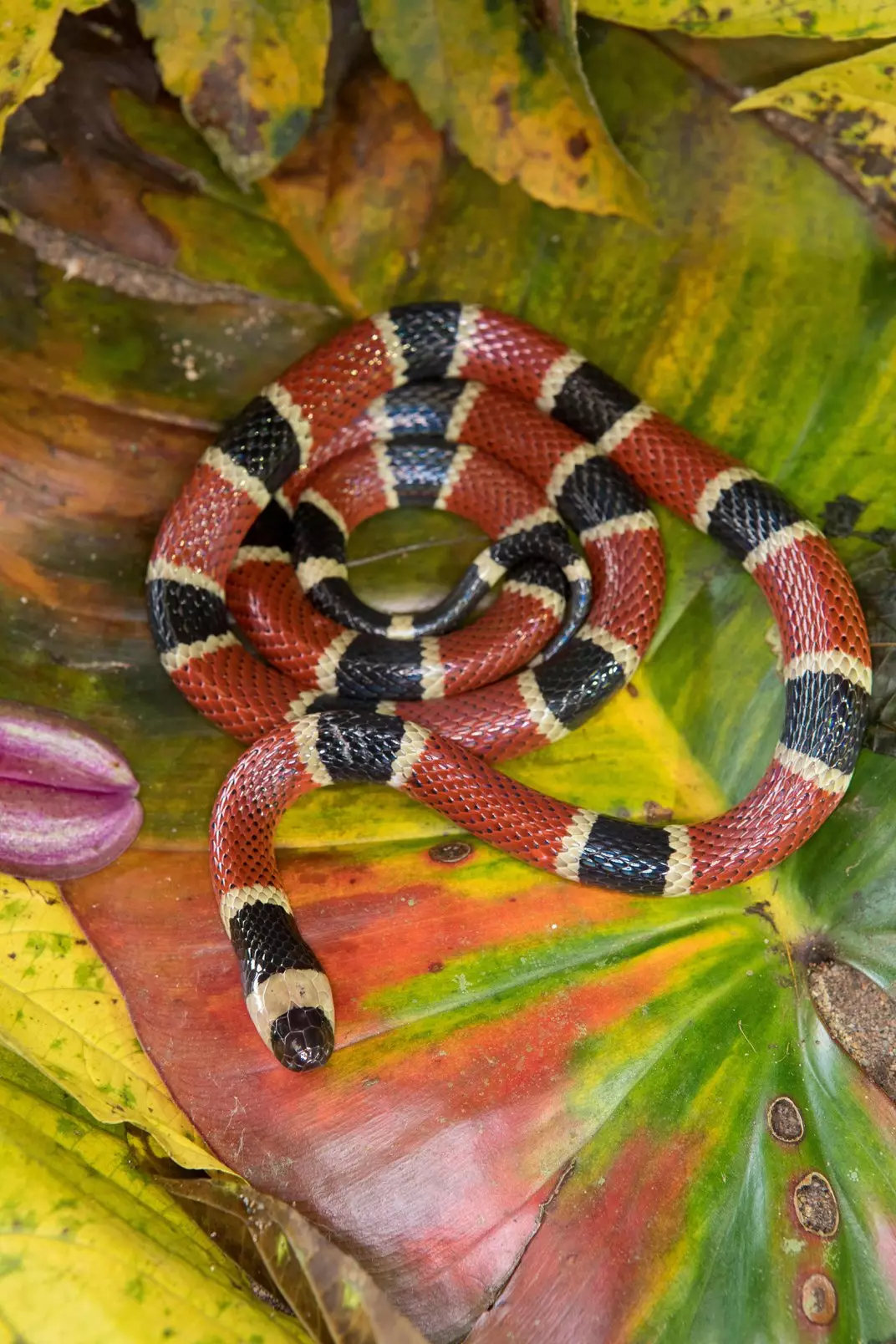 Isang Clark coral snake