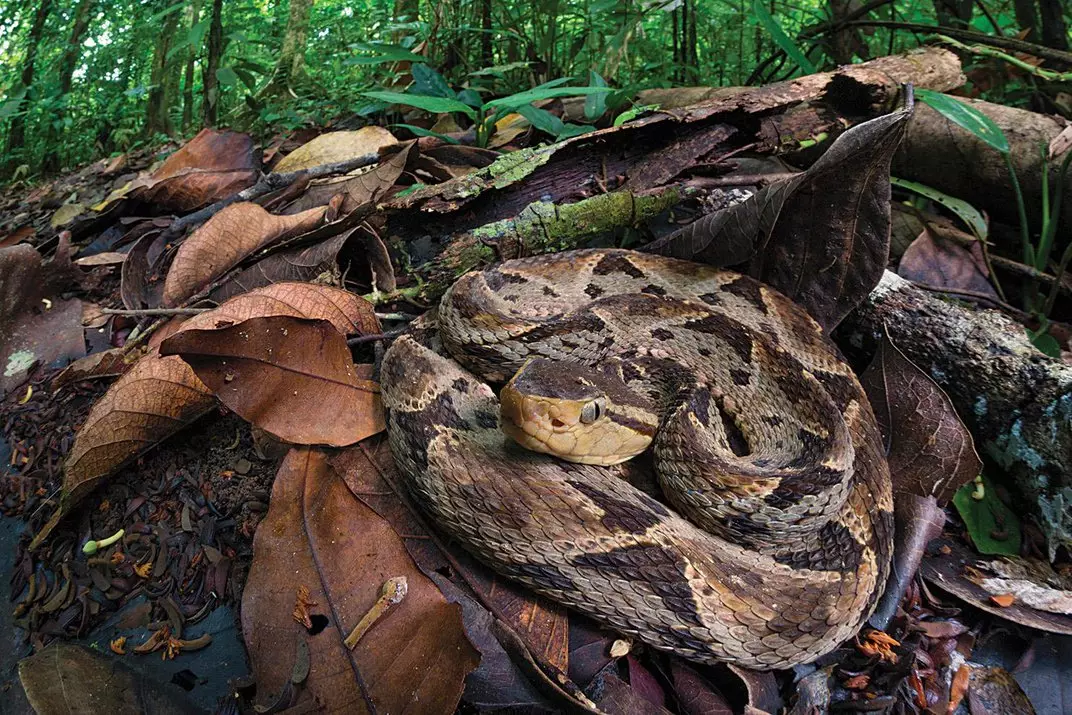 A terciopelo nyoka