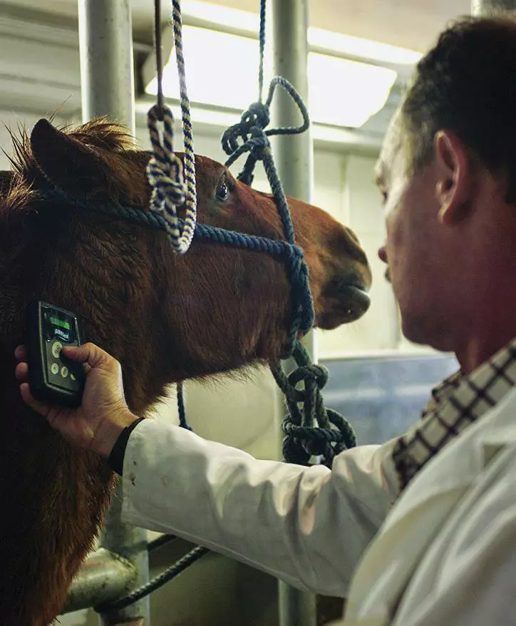 Um membro da equipe verifica a temperatura de um cavalo