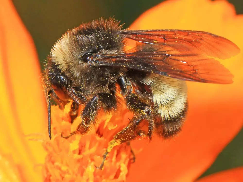 En närbild av en amerikansk humla som pollinerar en orange blomma