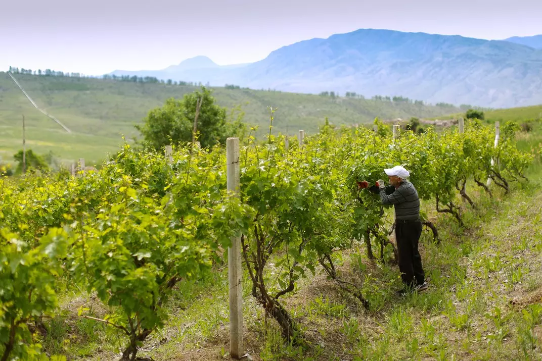 Cum ar putea revoluționa sălile mobile de degustare de vinuri Țara Vinului Armeniei
