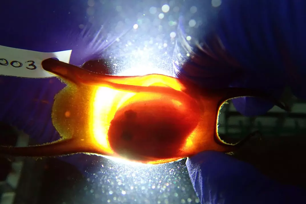 જીવવિજ્ઞાનીઓ માછલી બજારોમાં અજાત બેબી શાર્કને બચાવે છે