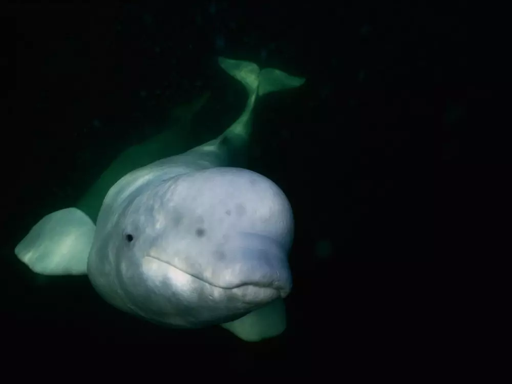 Beluga Whale impara a parlare come un essere umano