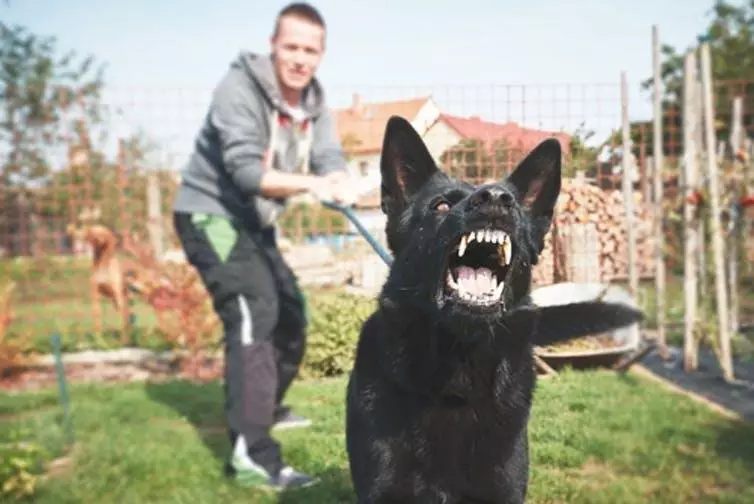 Ser atacado por um cachorro ou ver outra pessoa atacada por um cachorro desencadeia o medo.