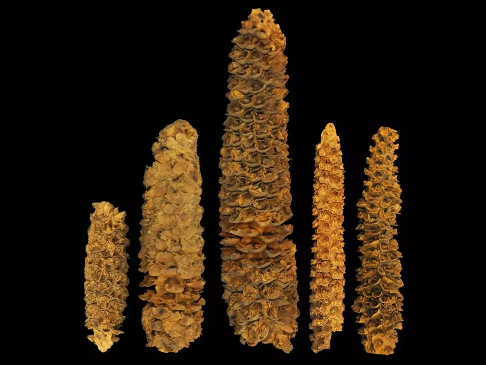 Wéi antik DNA d'A-Mais-ing Geschicht vum Mais entdeckt