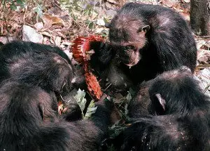 50 anos de descobertas de chimpanzés em Gombe