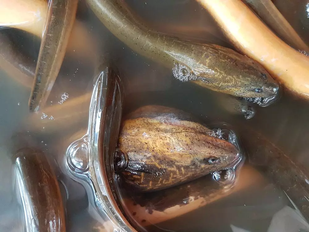 New York City Park'ta Yılan Balığı Torbalarını Göle Boşaltan Adam Görüldü