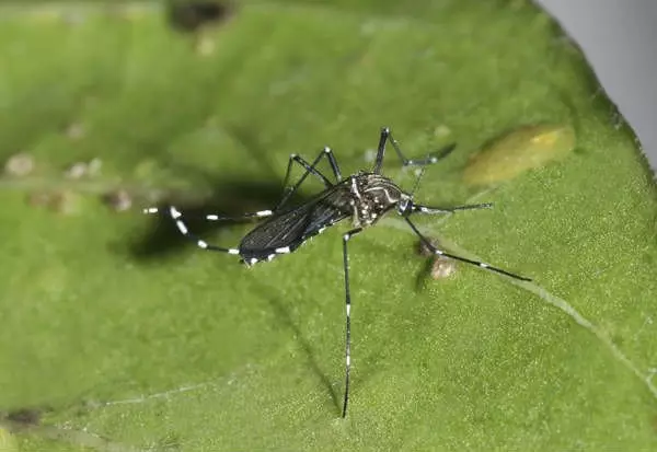 Црно-бели пругасти комарац на зеленом листу