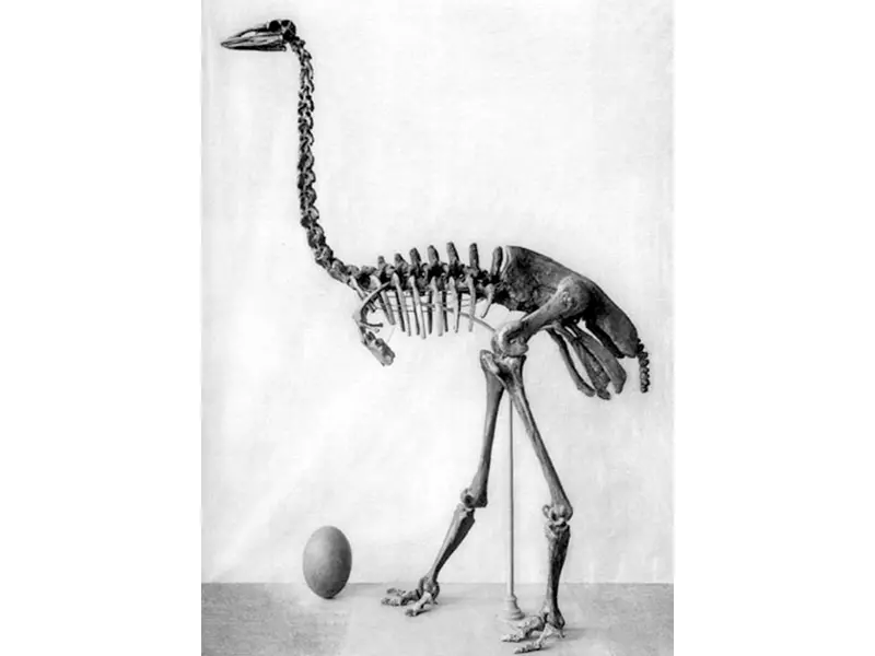 Un dessin du squelette d'un oiseau éléphant en noir et blanc. Il ressemble au squelette d'une autruche. Il a un œuf placé à ses pieds.