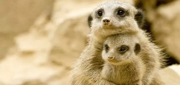 “Please don’t hurt my baby!” this mother meerkat may say to her murderous female superiors.