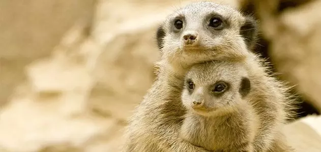 Pembunuhan Bayi Meerkat Alpha Perempuan Menghamba Orang Bawah Sebagai Jururawat Basah