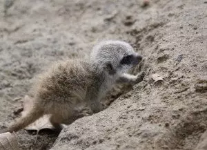 Only a monster–or a dictatorial female meerkat–could hurt this little guy.