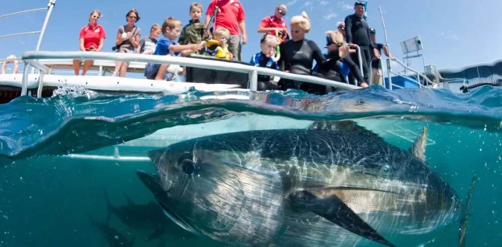 Outo "Uinti tonnikalan kanssa" -nähtävyys nostaa Australian kiistanalaisen vesiviljelyn valokeilassa