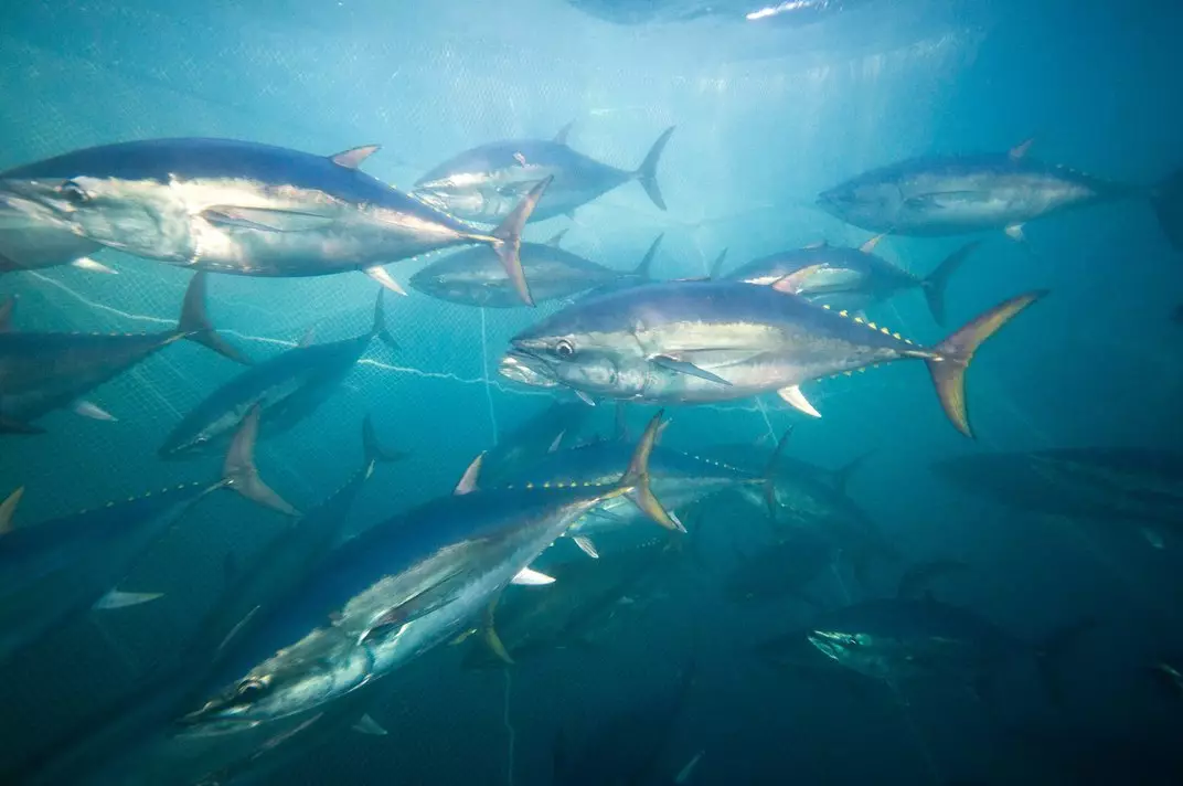 dienvidu zilās tunzivis