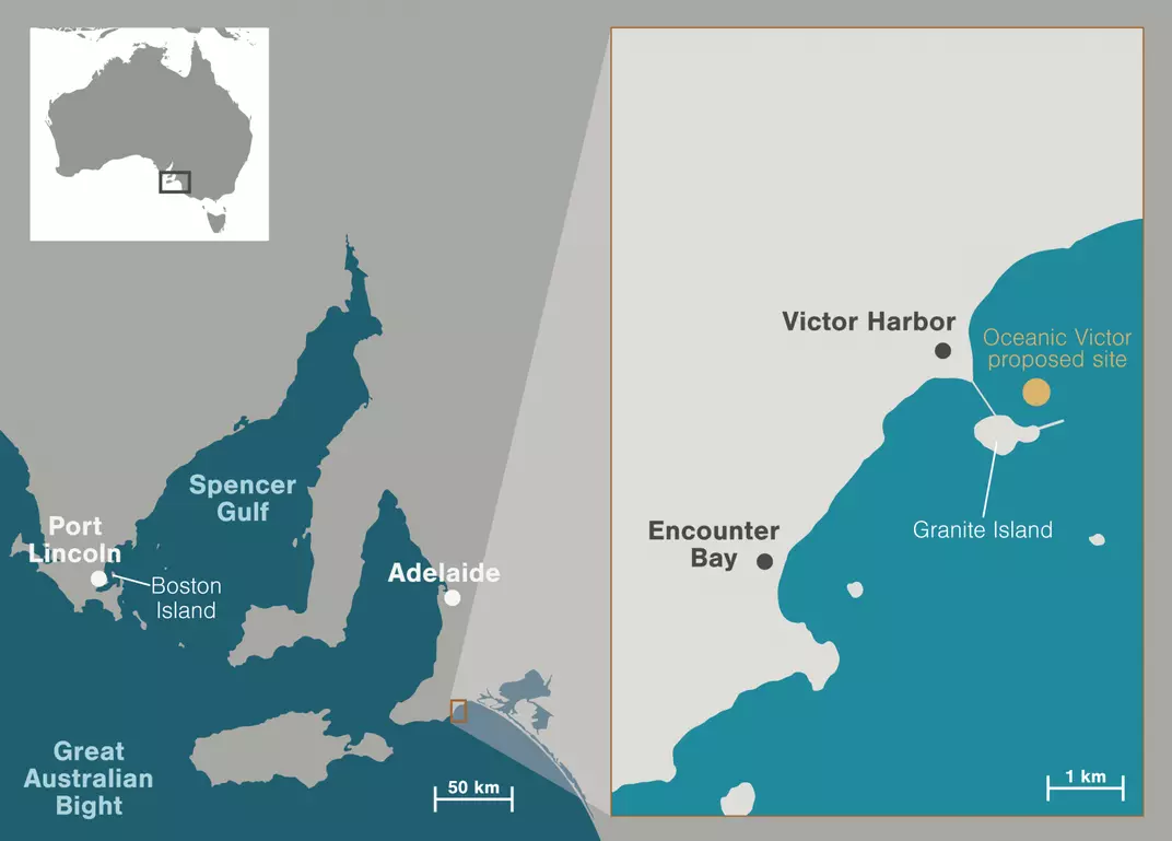 Une attraction bizarre "Nager avec du thon" met l'aquaculture controversée de l'Australie à l'honneur