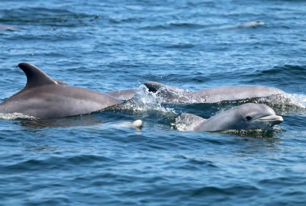 Baby delfiner