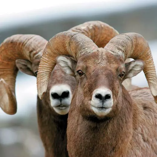 Olrhain y Bighorns