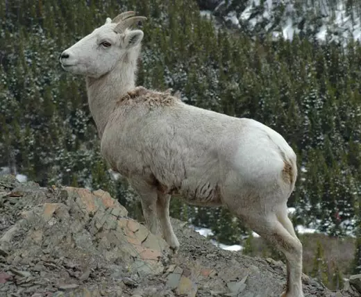 Nelusuri Bighorns 15675_4