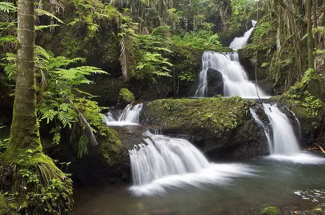 Ang mga halaman at hayop na naninirahan sa tropiko ay pinakamabilis na itataboy sa kanilang natural na hanay ng temperatura.