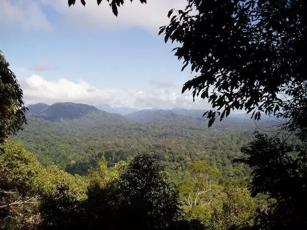 Malaizijos atogrąžų miškai, viena iš biologinės įvairovės vietovių, kurią greičiausiai pajus klimato kaita.