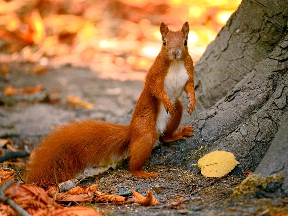 Gli scoiattoli vichinghi sono da biasimare per aver infettato l'Inghilterra con la lebbra?