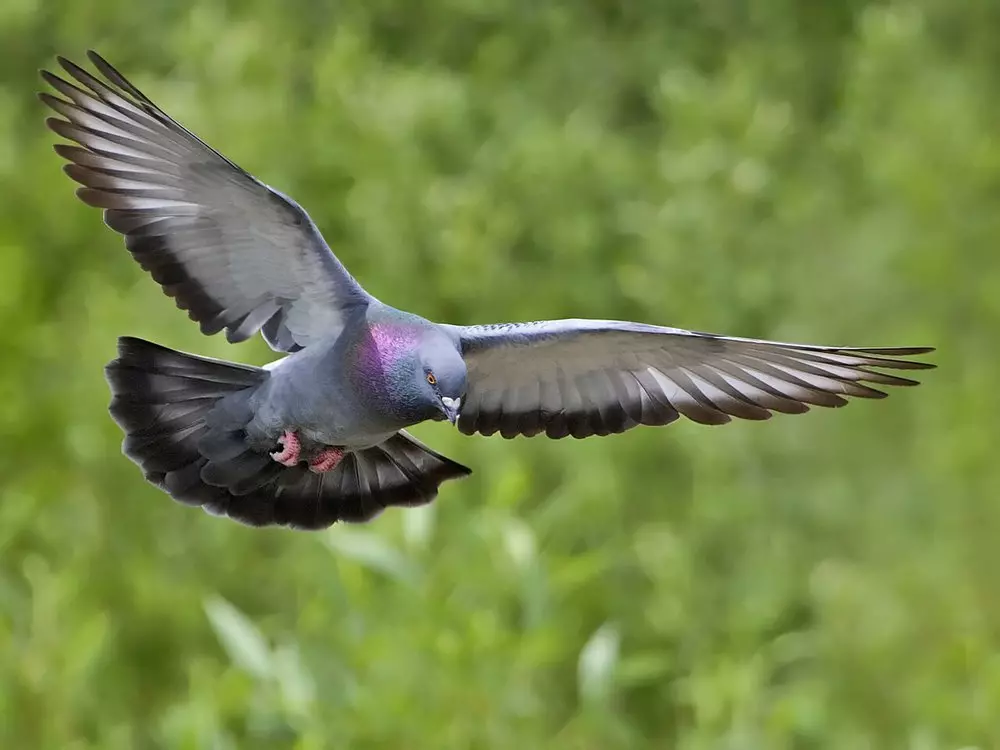 Per gli uccelli