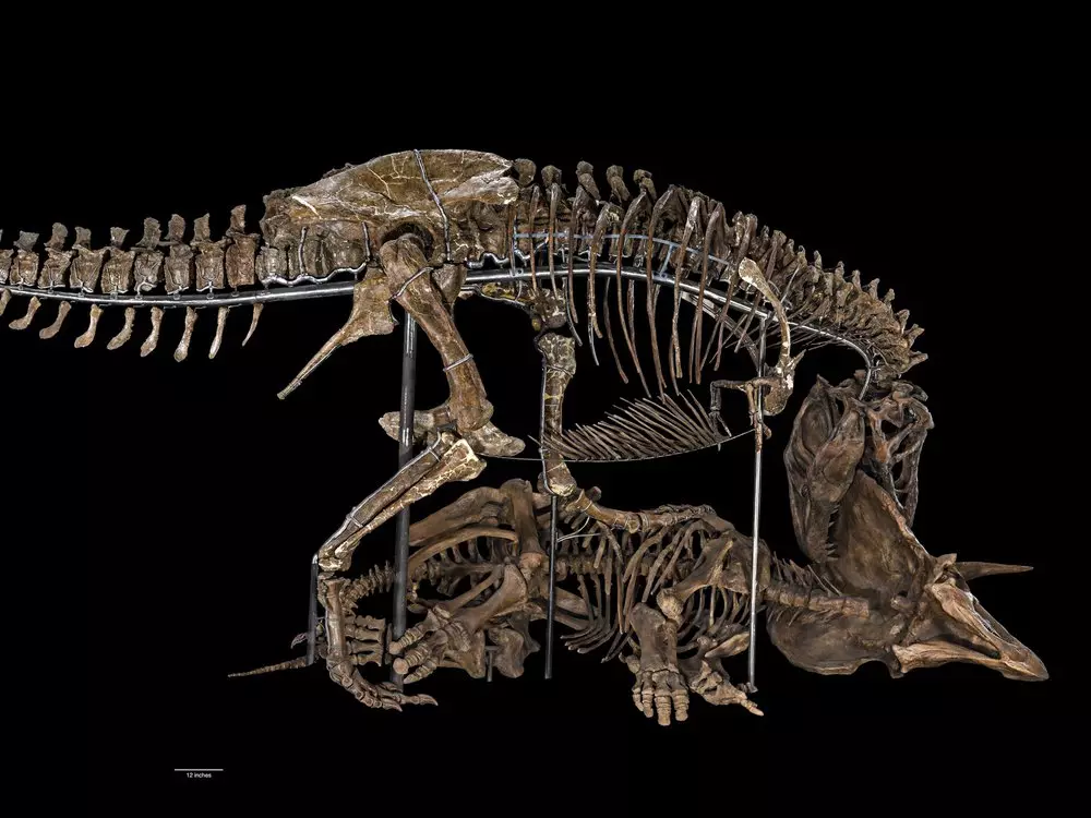 Fosîla T. rex bi Triceratops re poz kir