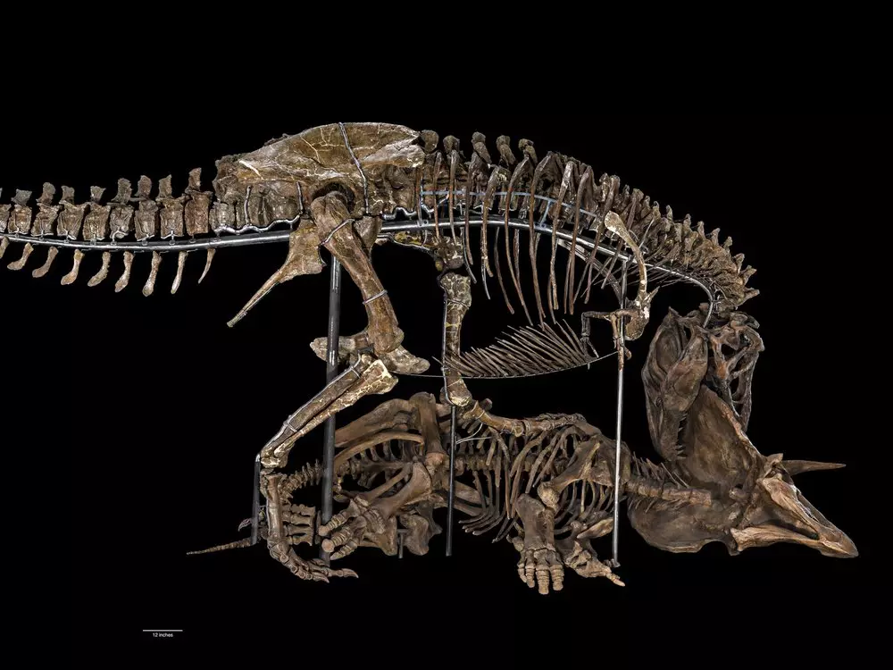 Fósil de T. rex posado con un Triceratops