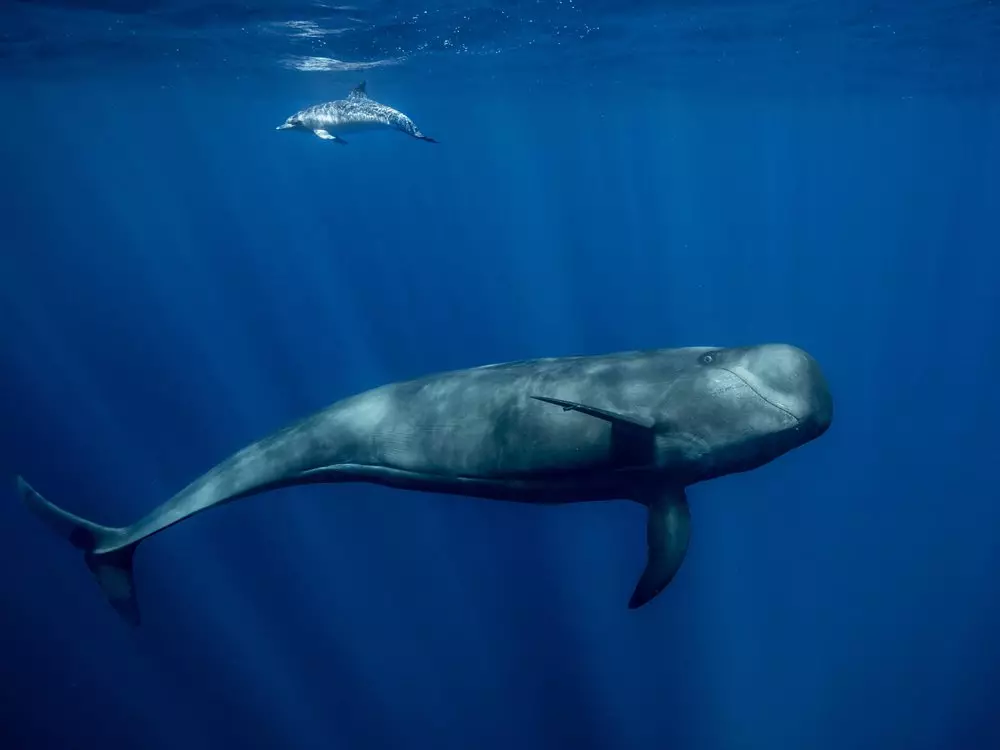 نهنگ خلبان با دلفین خالدار اقیانوس اطلس