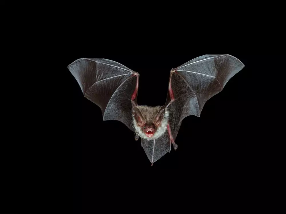 chauve-souris.jpg